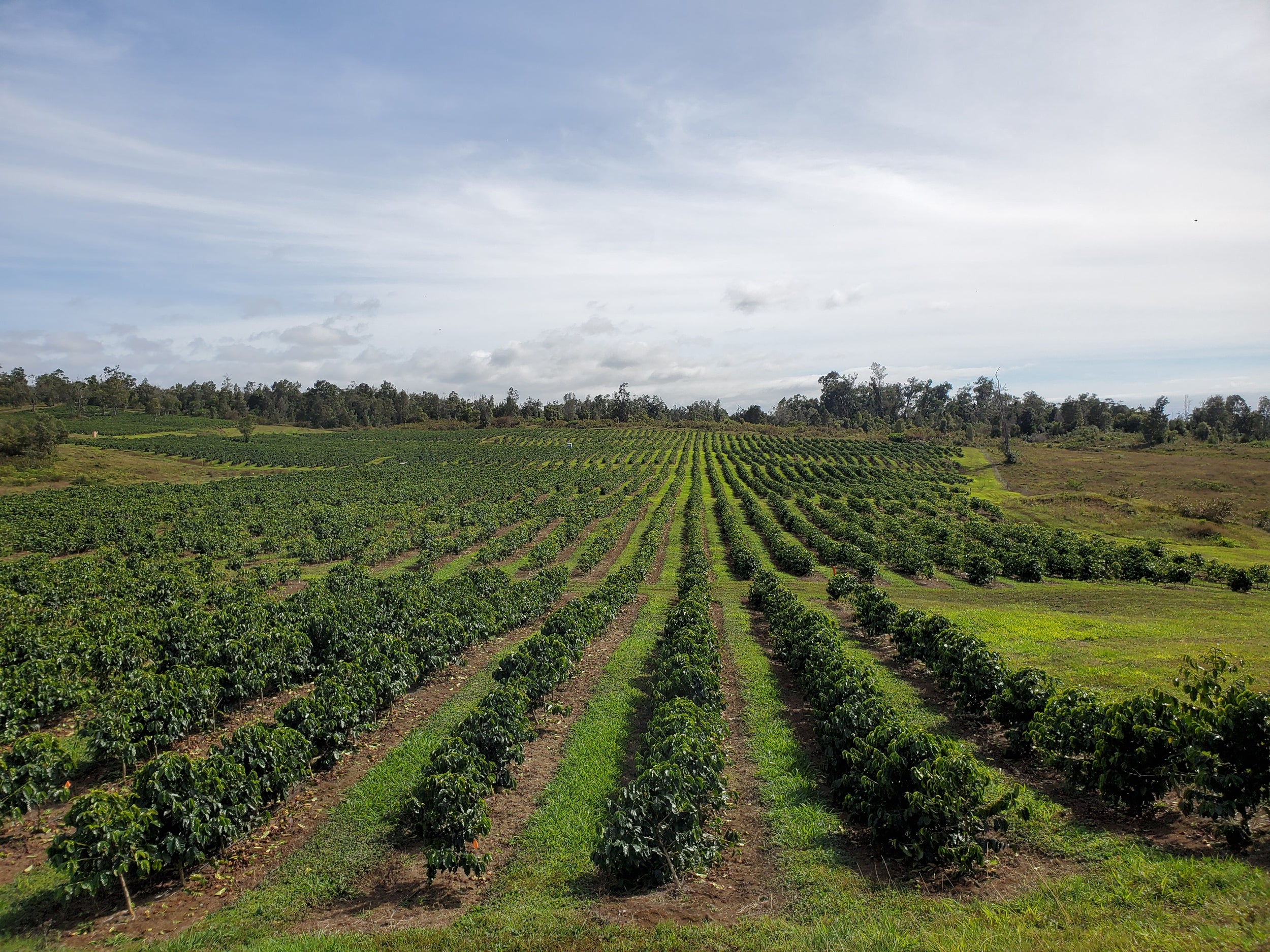 Dragonfly Coffee Roasters